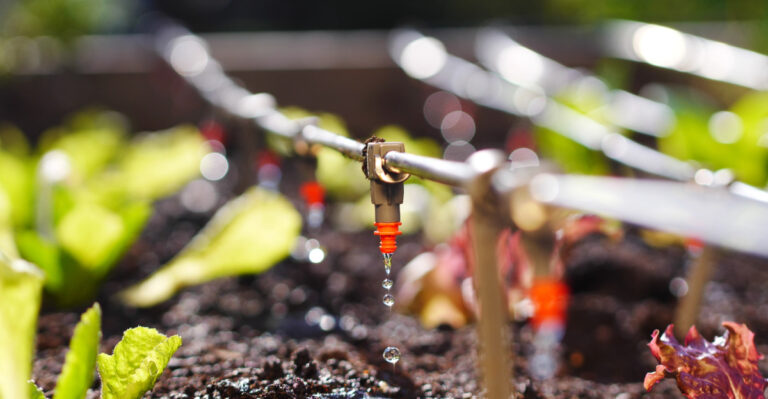 7 Ways To Protect Your Vegetable Garden Under Massachusetts' Most ...
