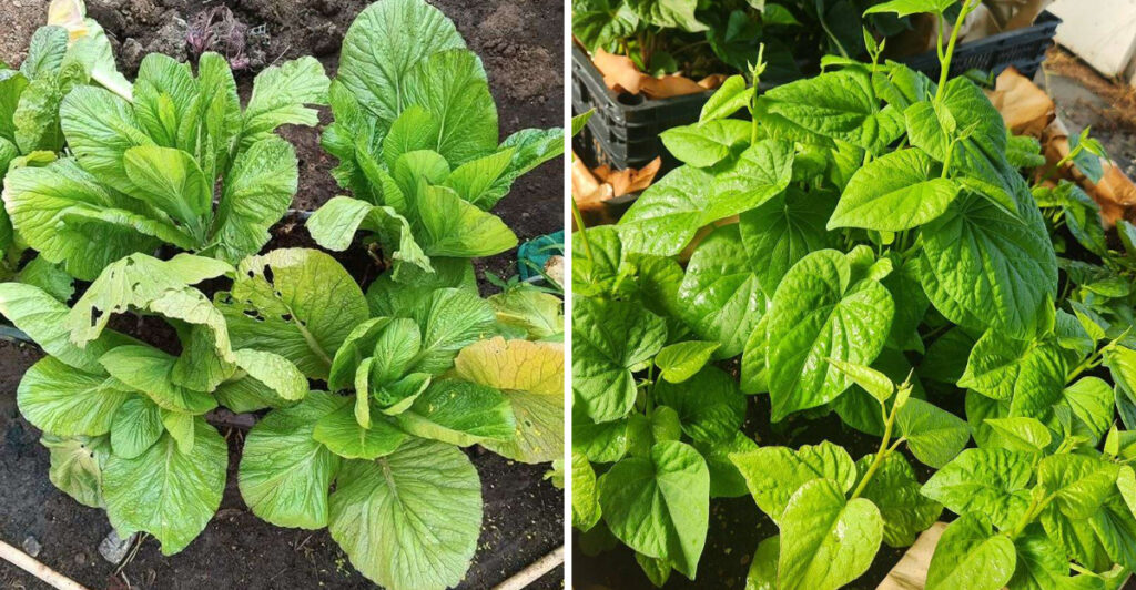 7 Worst Vegetables To Start In North Carolina June Heat And 5 That ...