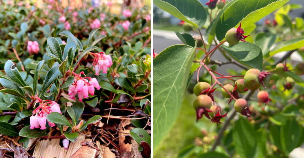 8 Hardy Shrubs That Can Handle Eastern Oregon's Hot, Dry Summers ...