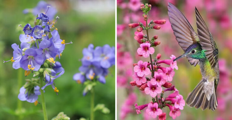 8 Hummingbird-Friendly Native Plants For Every Montana Garden ...