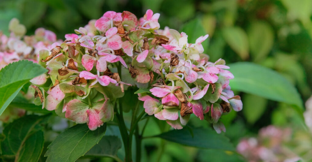 8 Proven Ways To Strengthen Weak Hydrangeas This Season - Positivebloom