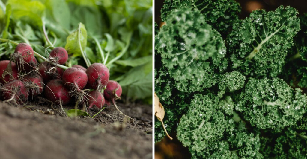 8 Reliable Vegetables Missouri Gardeners Direct Sow In July For Fall ...