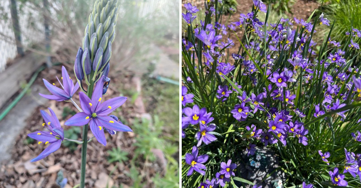 9 Beautiful Purple Plants To Grow In Your Oregon Flower Garden ...