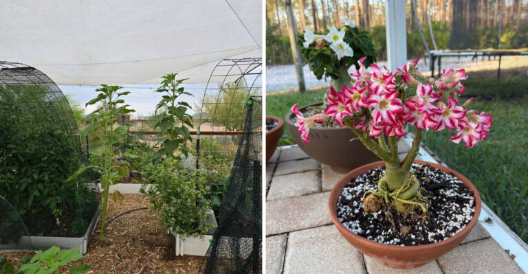 9 Steps Arizona Gardeners Take To Prepare Plants Before Extreme Heat ...