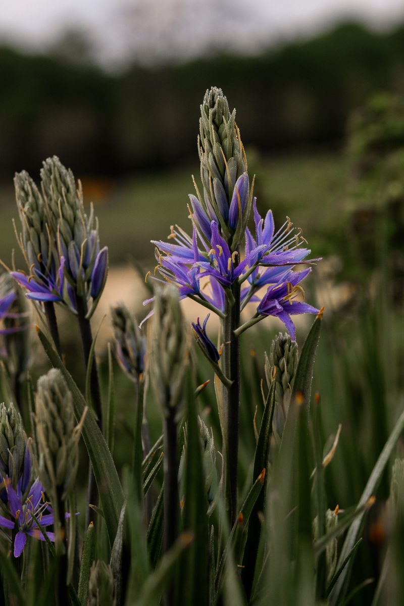 10 Native Washington Plants That Give Bees A Reason To Return ...