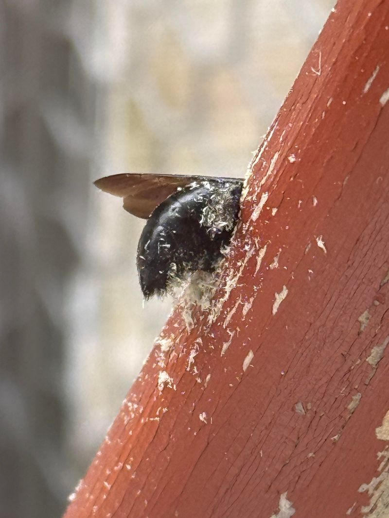Seeing Carpenter Bees On Your Virginia Porch Means More Than You Might ...