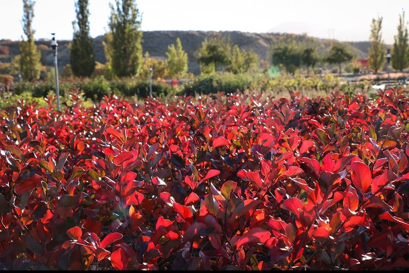 These Are The Native Ohio Shrubs That Replace Barberry Without Losing ...