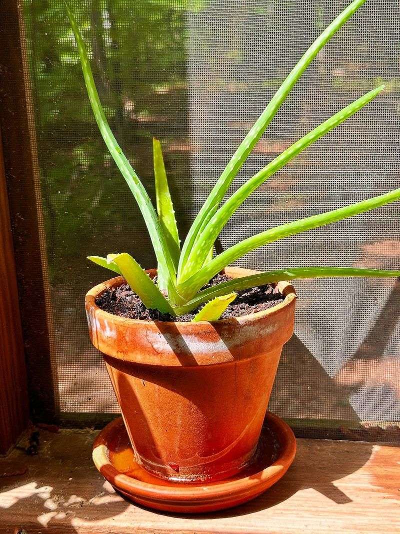 Why Aloe Vera Turns Mushy Or Brown In Arizona Heat And How To Fix It