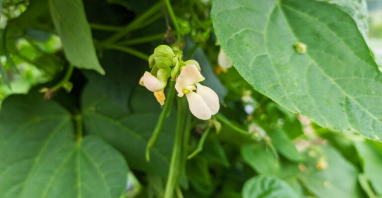 Do These 6 Things The Moment Your Michigan Bean Plants Start Blooming