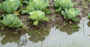 Do These 8 Things To Save Your Storm-Damaged Garden Before The ...