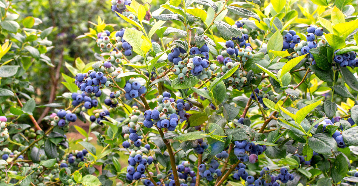 Don't Wait Until Summer To Mulch These Georgia Garden Plants (It'll Be ...