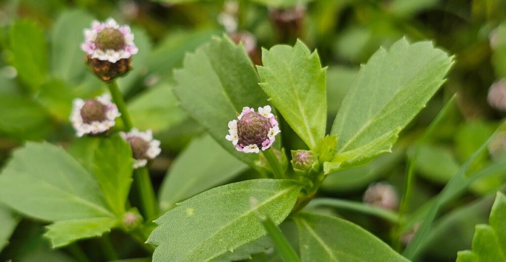 Fast-Spreading Perennials That Fill California Garden Gaps Without ...