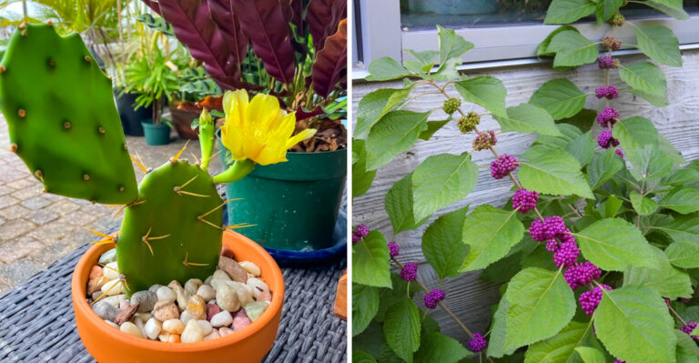 Florida Native Edible Plants That Produce Food In Containers And Look ...