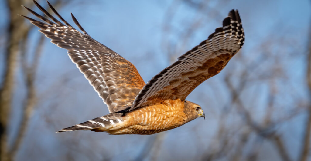 Florida Plants That Draw Hawks And What That Means For Squirrels And Rats