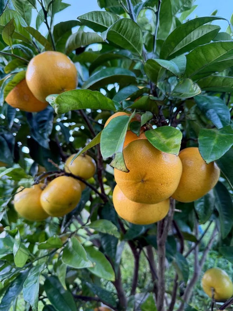 These Are The Arizona Fruit Trees Worth Planting Now So They're ...