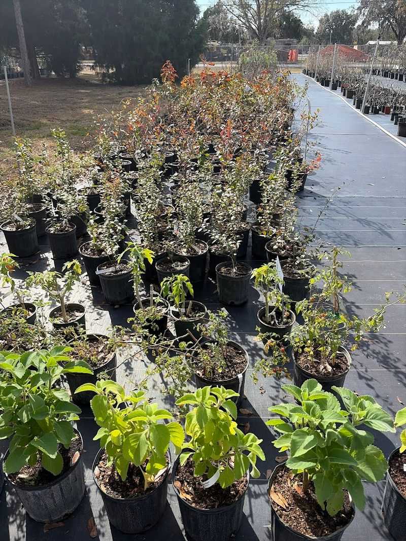 Florida Nurseries That Carry Native Edible Plants Most Garden Centers ...
