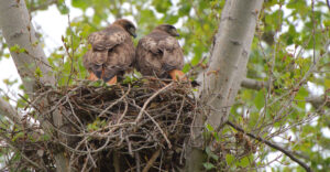 Hawks Are Nesting Closer To North Carolina Homes Than Ever And What ...
