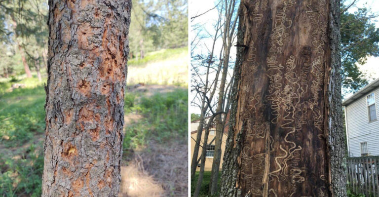 How Borers And Bark Beetles Threaten Arizona Trees In Summer Heat ...