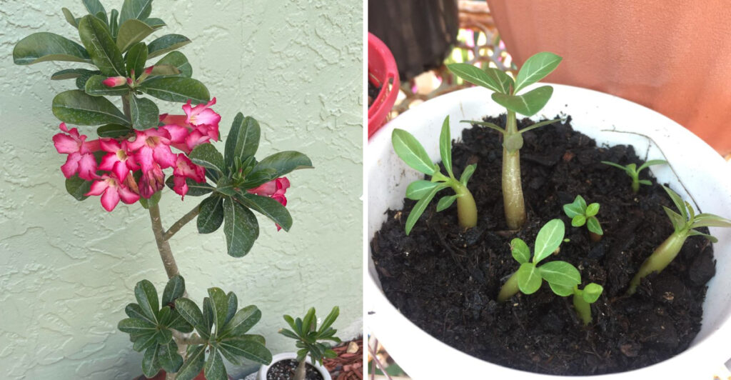 How Florida Gardeners Propagate Desert Rose Plants And Actually Get ...
