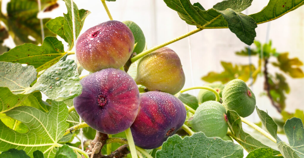 How Georgia Gardeners Grow Healthy Fig Trees In Small Backyards ...