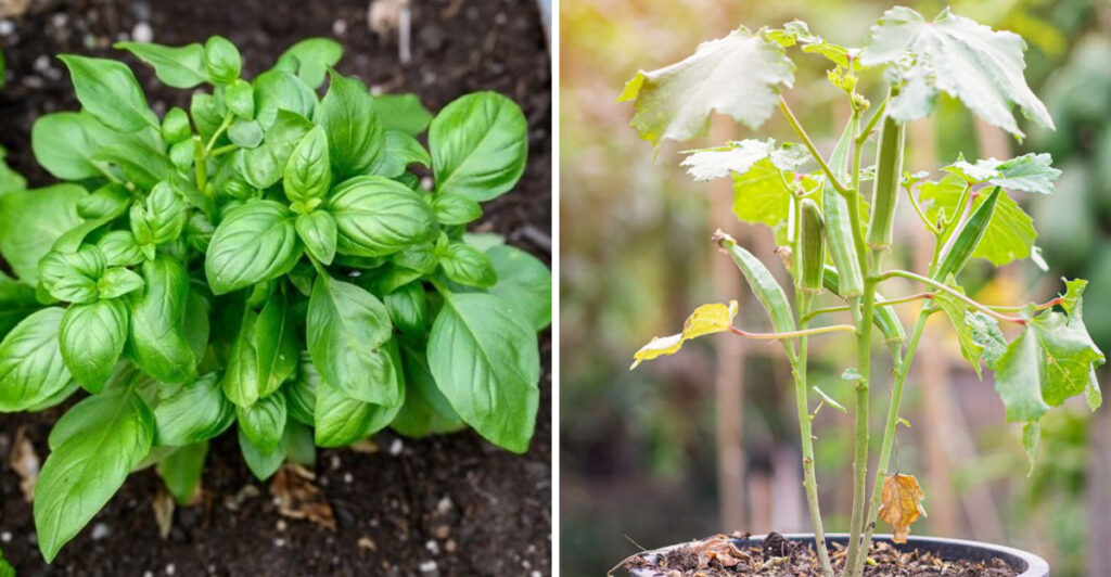 June Is Not Too Late To Plant These Pennsylvania Garden Favorites