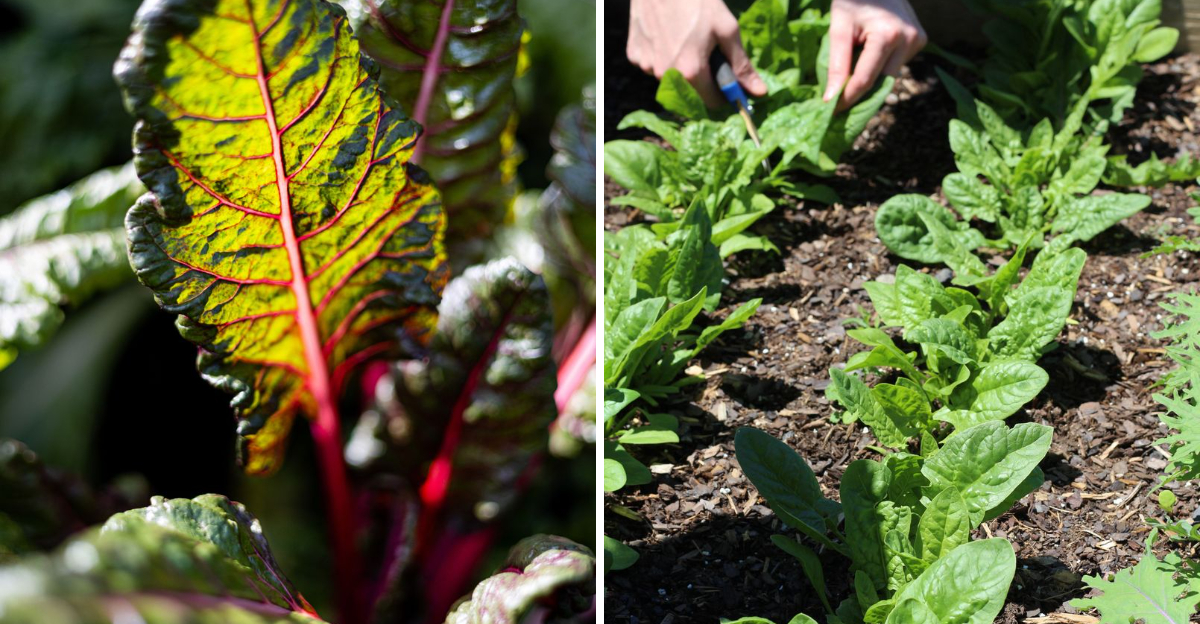 June Is Not Too Late To Plant These Vegetables In Montana For A Fall ...