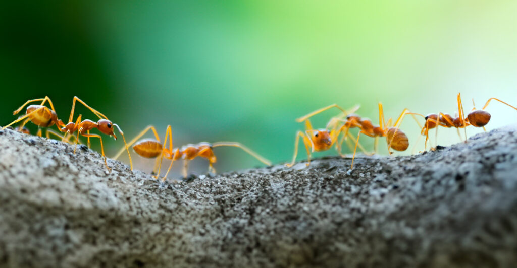 Louisiana Homeowners Are Seeing More Fire Ant Mounds Each Time It Rains ...