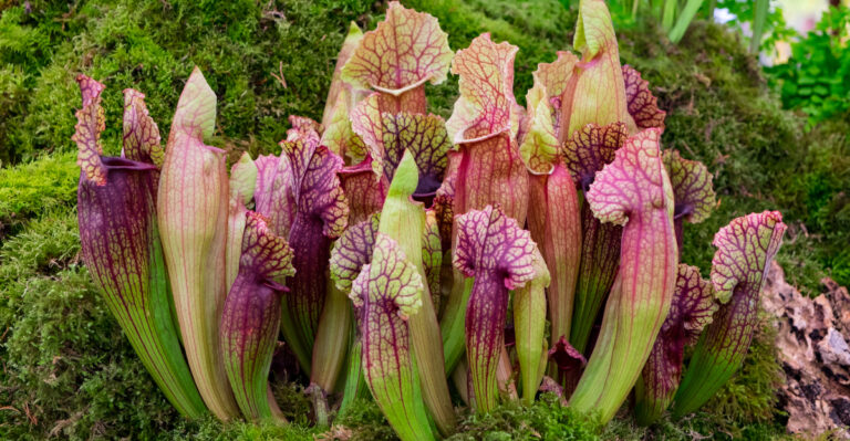 Michigan Gardeners Can Be Fined On The Spot For Collecting These Native ...