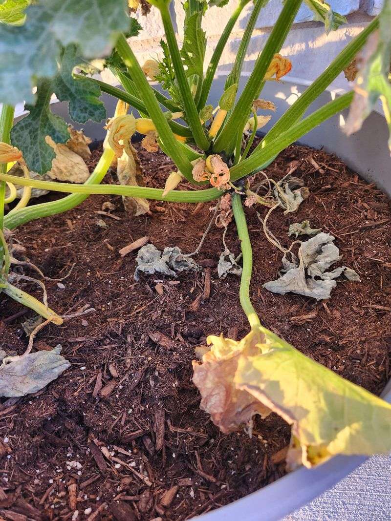 Do These 7 Things The Moment Your Michigan Zucchini Plants Start ...