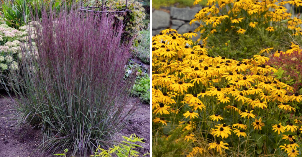 Native Michigan Plants To Use Along Wooded Edges As Part Of A Tick ...