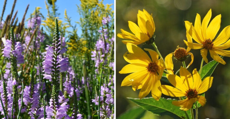 Native Pennsylvania Perennials That Outperform Black-Eyed Susans In ...