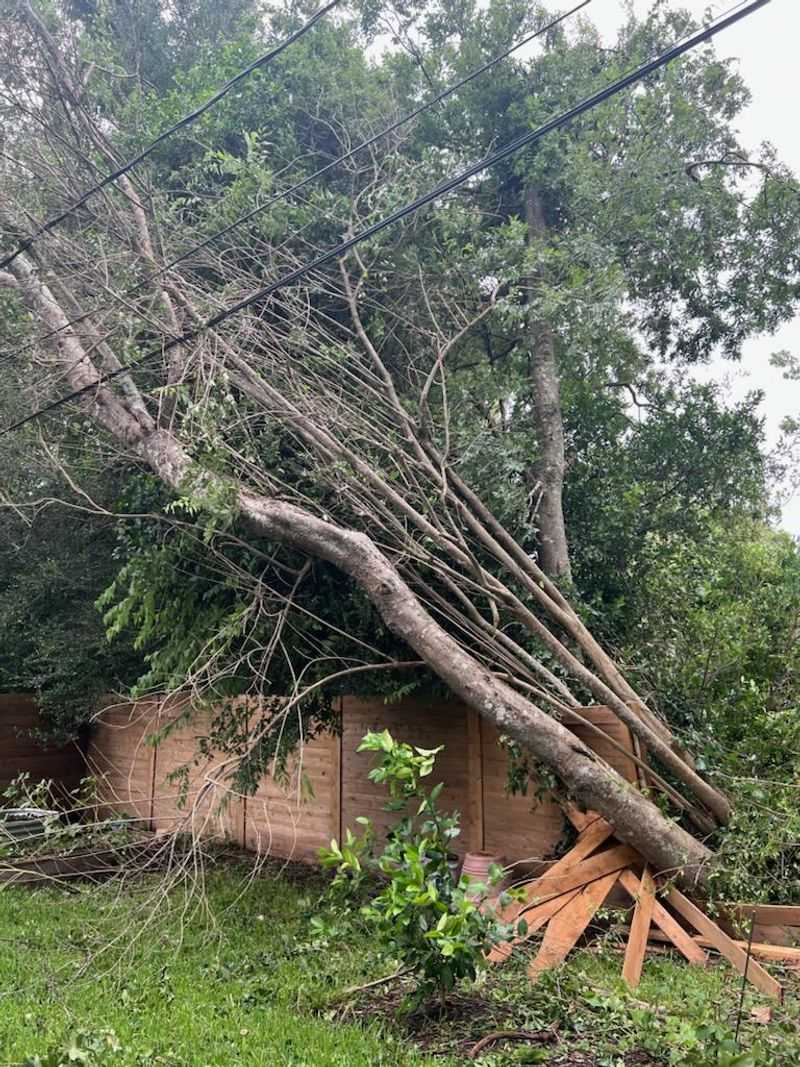 Who Is Responsible When A Tree Falls On A Fence Between Two Oregon ...