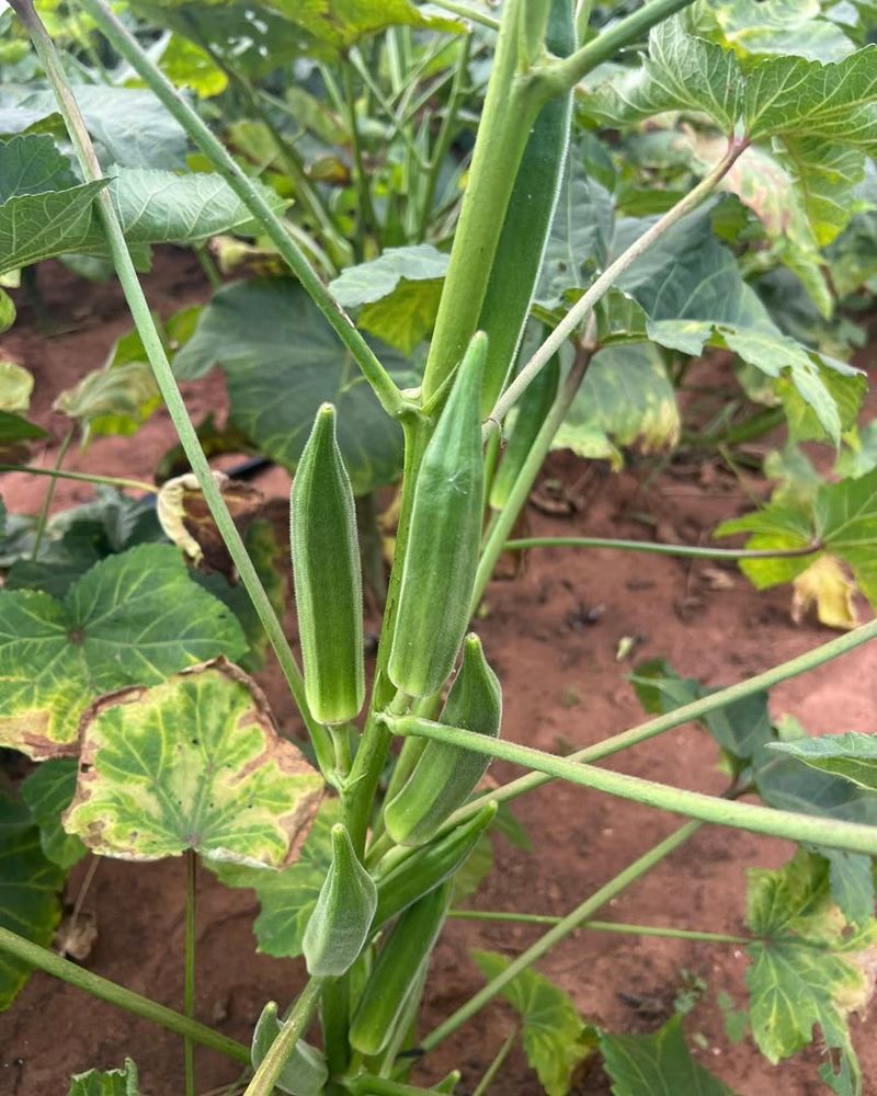 7 Worst Vegetables To Start In North Carolina June Heat And 5 That ...