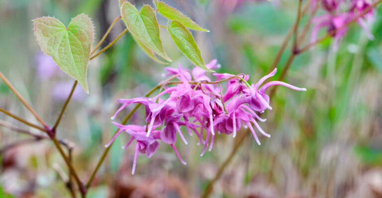Oregon Gardeners Are Ditching Bark Dust For These Living Mulches That ...