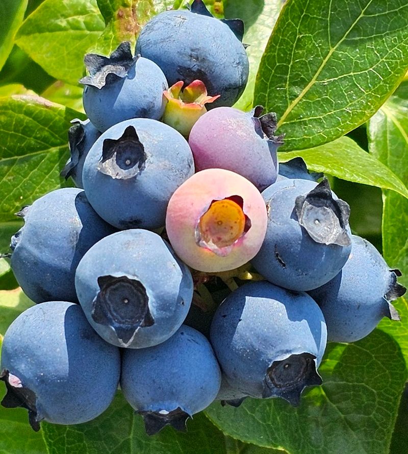 7 Best U-Pick Blueberry Farms In Ohio And When To Go For The Best Selection
