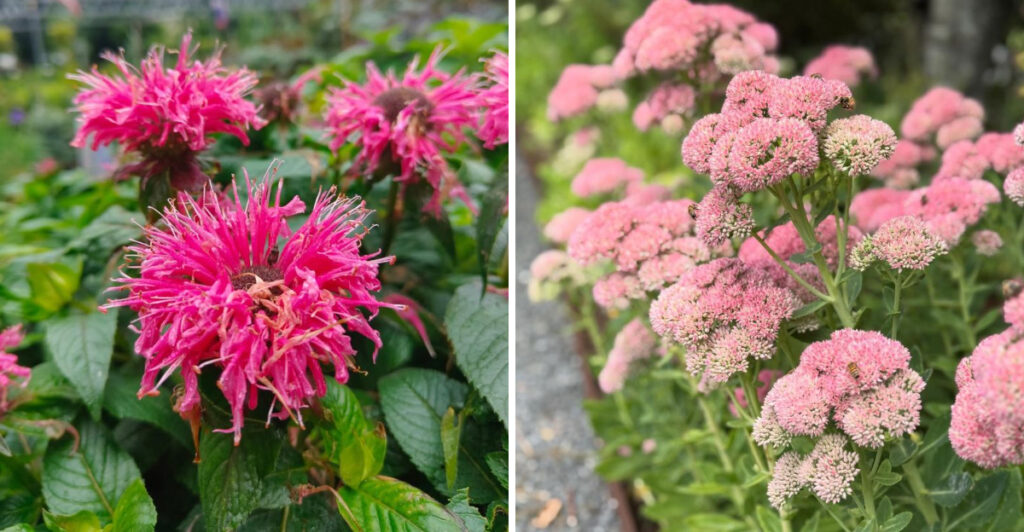 Pinching These Georgia Perennials In June Can Lead To More Flowers In Fall