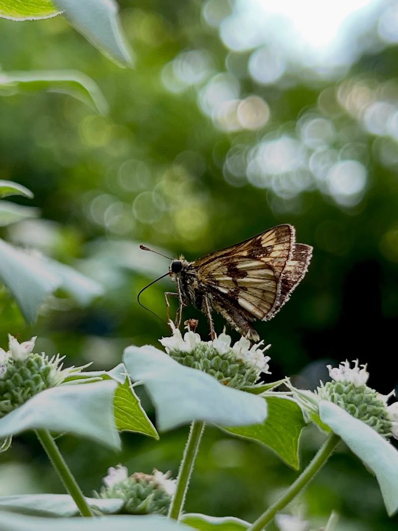 The Most Underrated Michigan Perennial That Repels Deer, Ticks, And ...