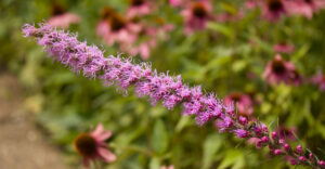 Skipping This Common Garden Task Can Benefit These Native Perennials By ...