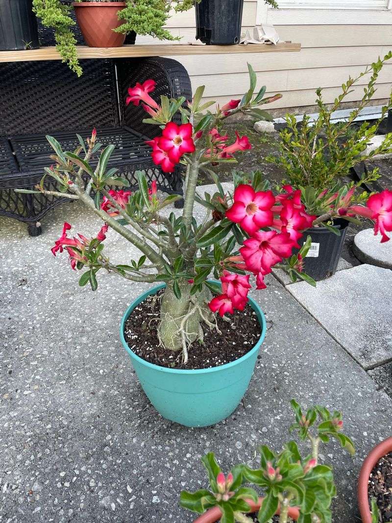 How Florida Gardeners Propagate Desert Rose Plants And Actually Get ...