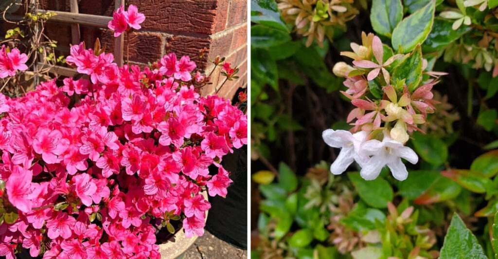 Stop Planting Knockout Roses In Georgia — These Alternatives Bloom Longer
