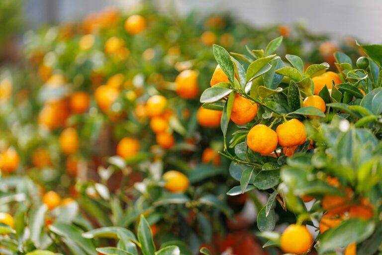 Texas Citrus Tree Care Checklist Before Summer Heat Hits