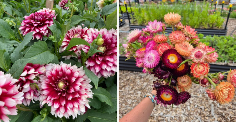 The Best Cutting Garden Flowers Michigan Gardeners Can Grow For Fresh ...