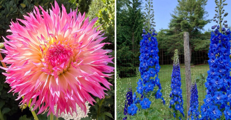 The Best Pennsylvania Summer Flowers To Grow For Cutting And Bringing ...