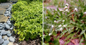 The Best Set-And-Forget Florida Ground Covers For Slopes And Edges That ...