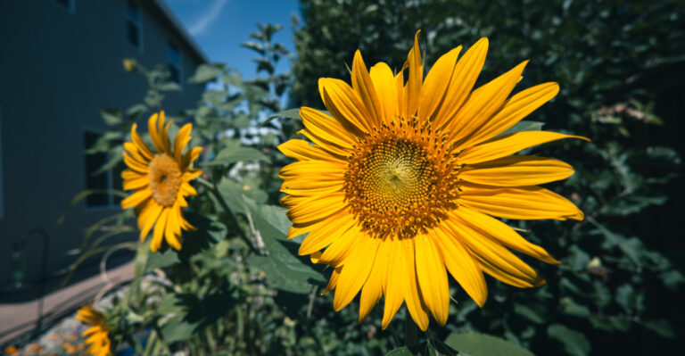 The Best Time To Plant Sunflowers In Kansas For Summer-Long Color ...