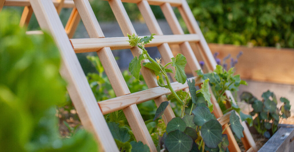 The California Vertical Garden Plants That Produce Food In A Small ...