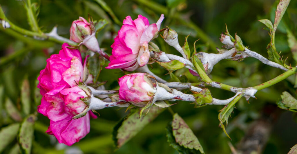 The Common Mistakes That Let White Powder Take Over Your Indiana Roses ...