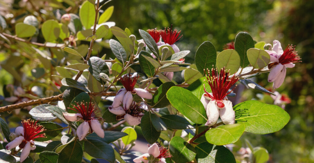 The Fruit Trees California Gardeners Are Planting Instead Of Ornamentals
