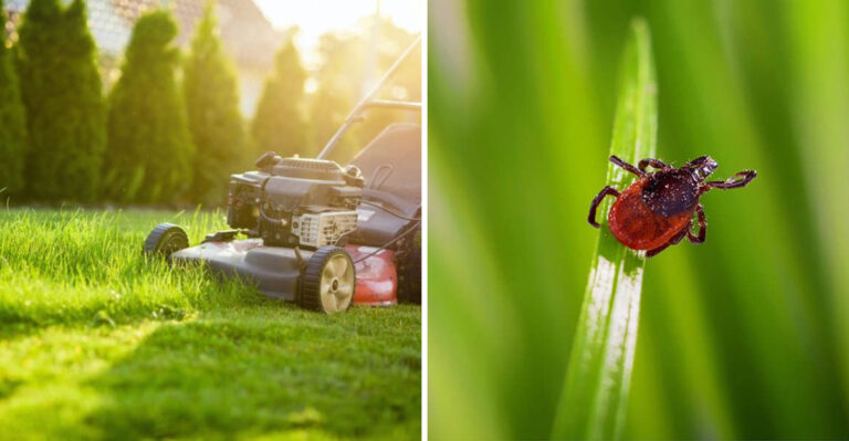 The Grass Cutting Habits That Are Bringing More Ticks Into Pennsylvania ...