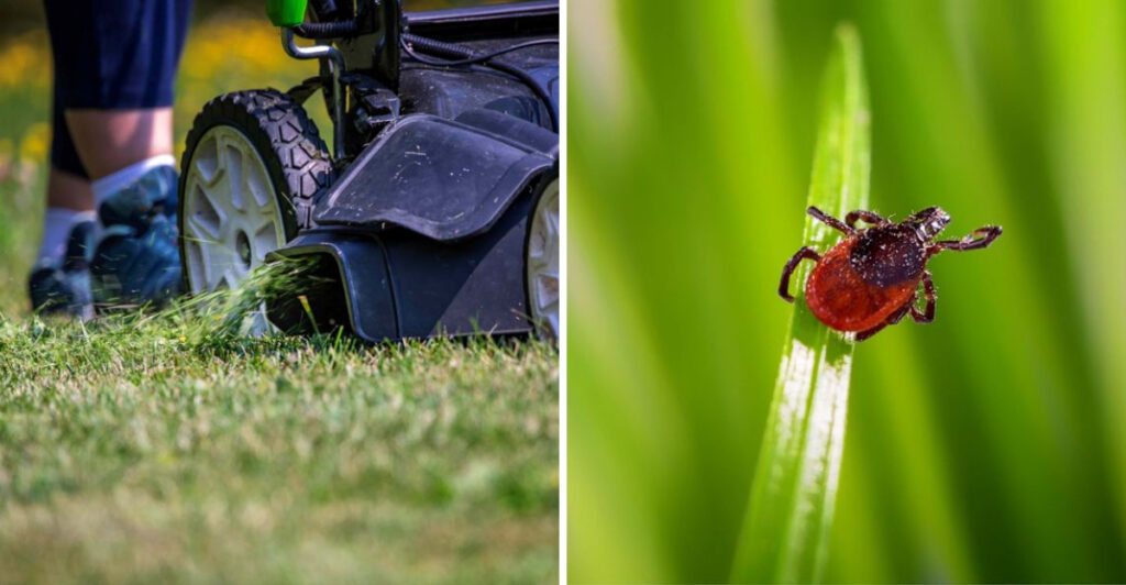 The Grass Cutting Habits That Are Bringing More Ticks Into Texas Yards ...